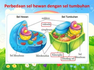 SEL.pptx