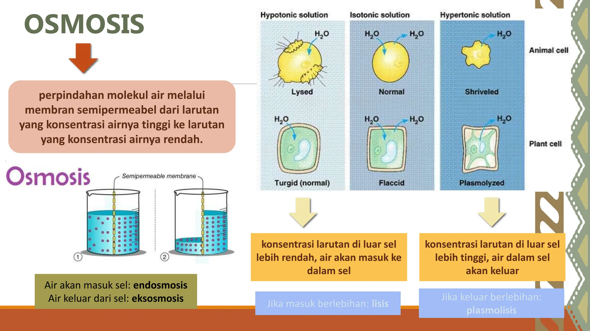 SEL: UNIT TERKECIL DALAM KEHIDUPANN.pptx