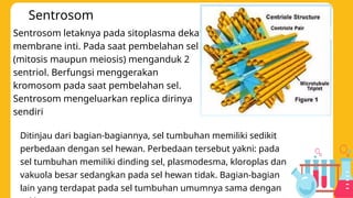 MATERI PRESENTASI BAB PERTAMA YAITU SEL.pptx