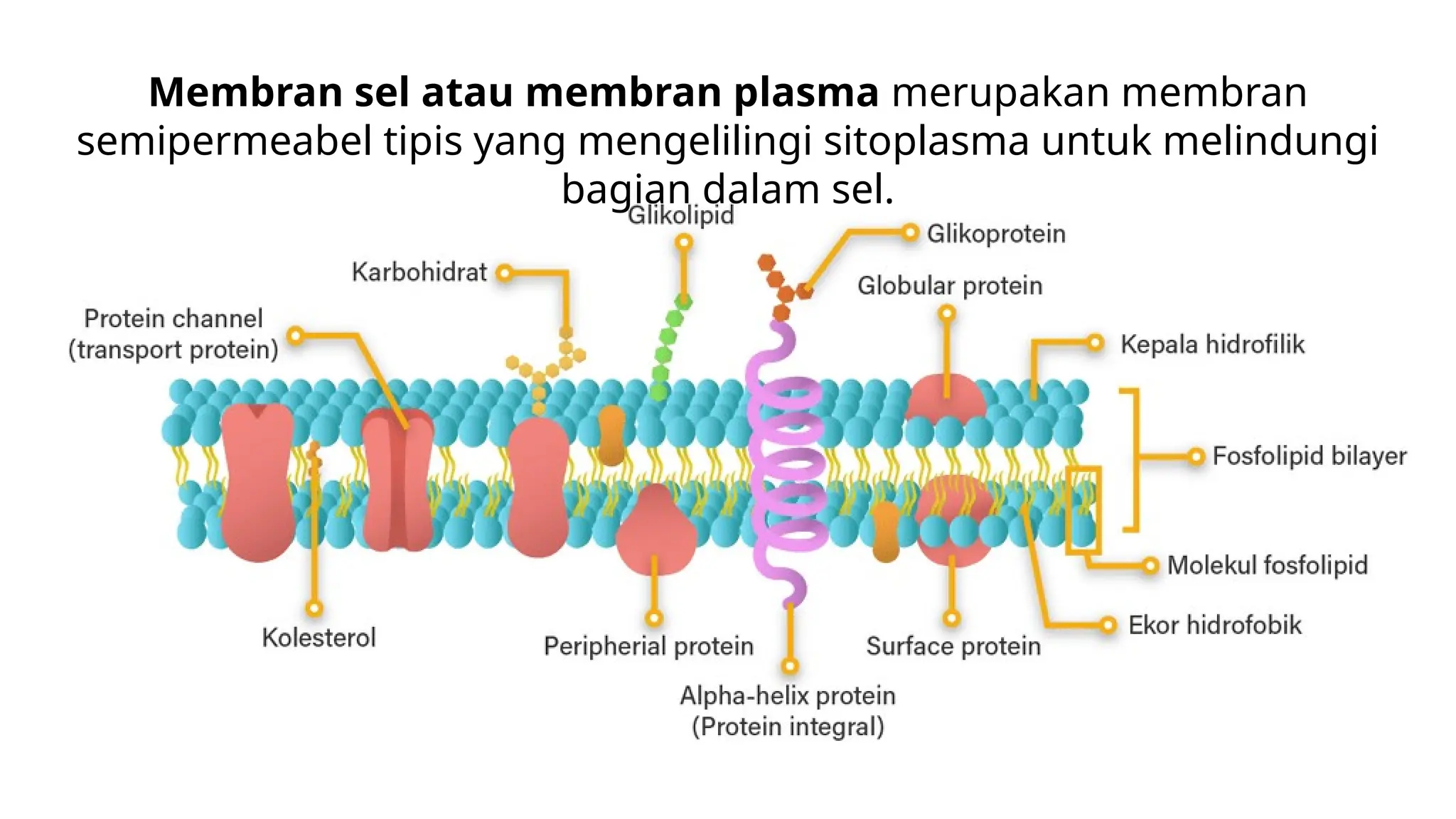 SEL HEWAN, SEL TUMBUHAN, SPESIALISASI SEL.pptx