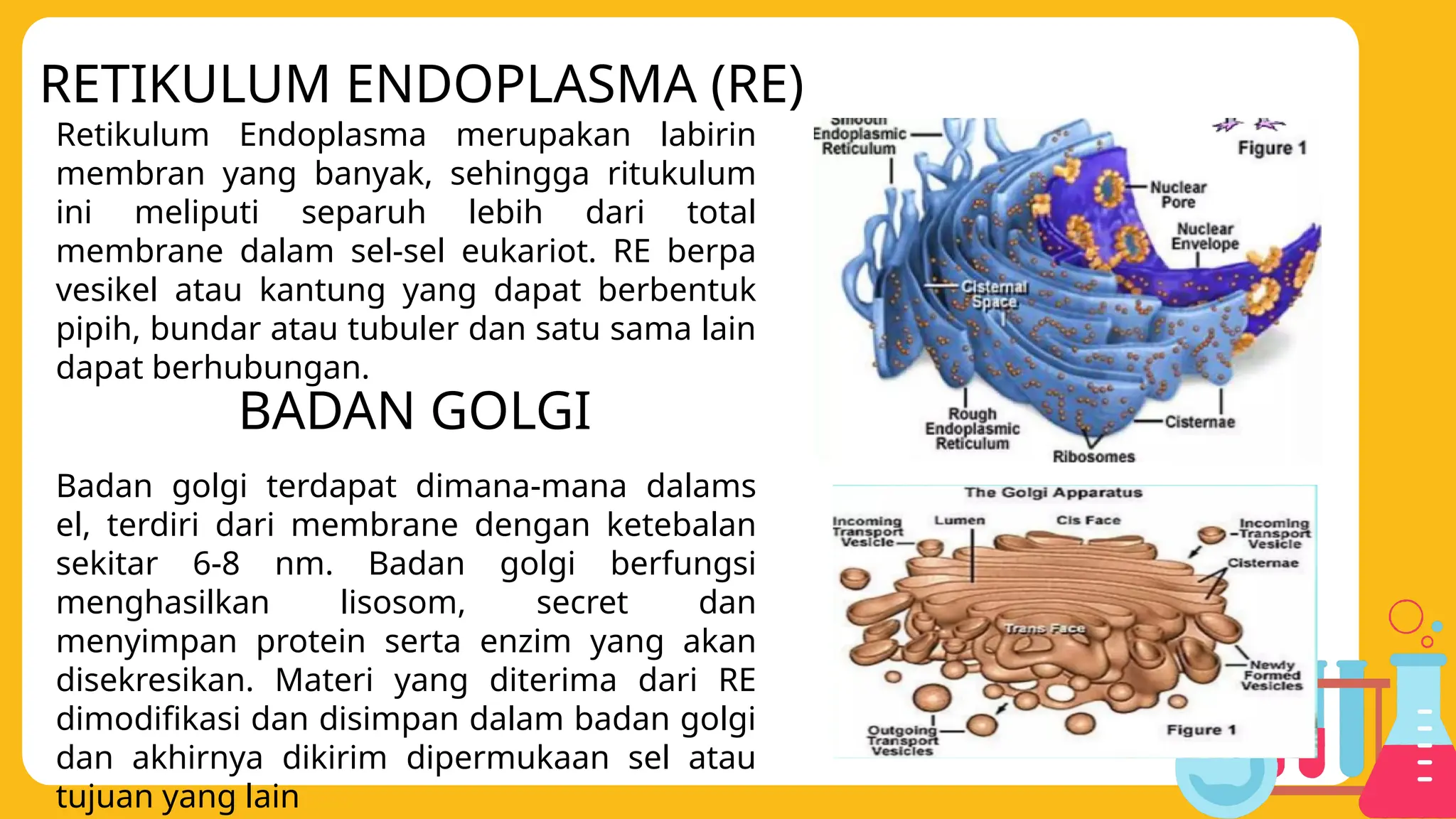 Ilmu Pengetahuan Alam Kelas 8, Struktur Sel | PPTX