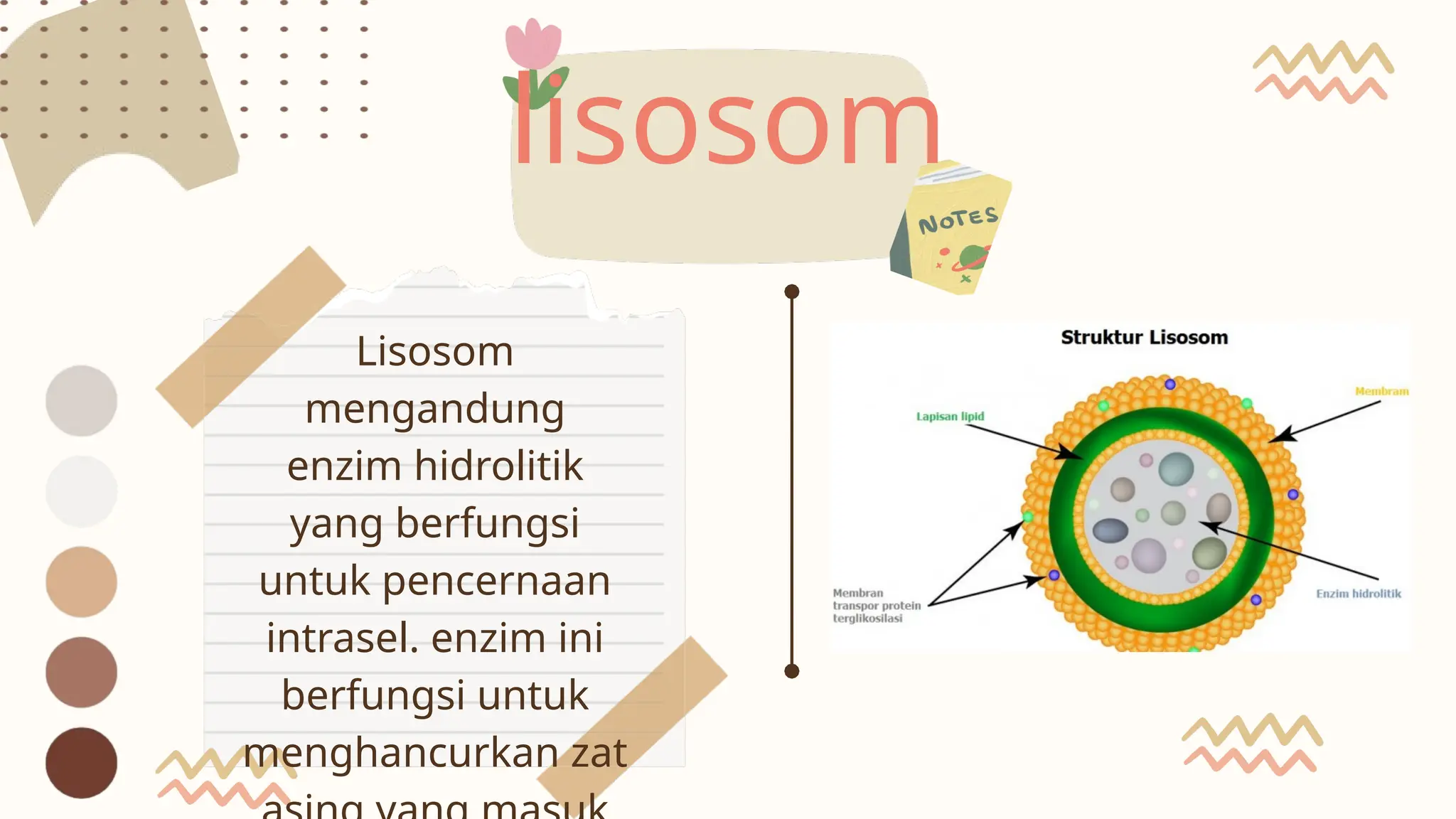 power point tentang struktur dan fungsi sel kelas XI SMA | PPTX
