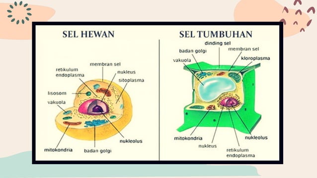 power point tentang struktur dan fungsi sel kelas XI SMA | PPT