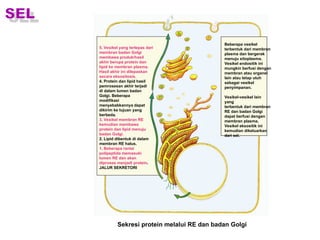 pengertian Sel dan pengamatanmenggunakan mikroskop.ppt