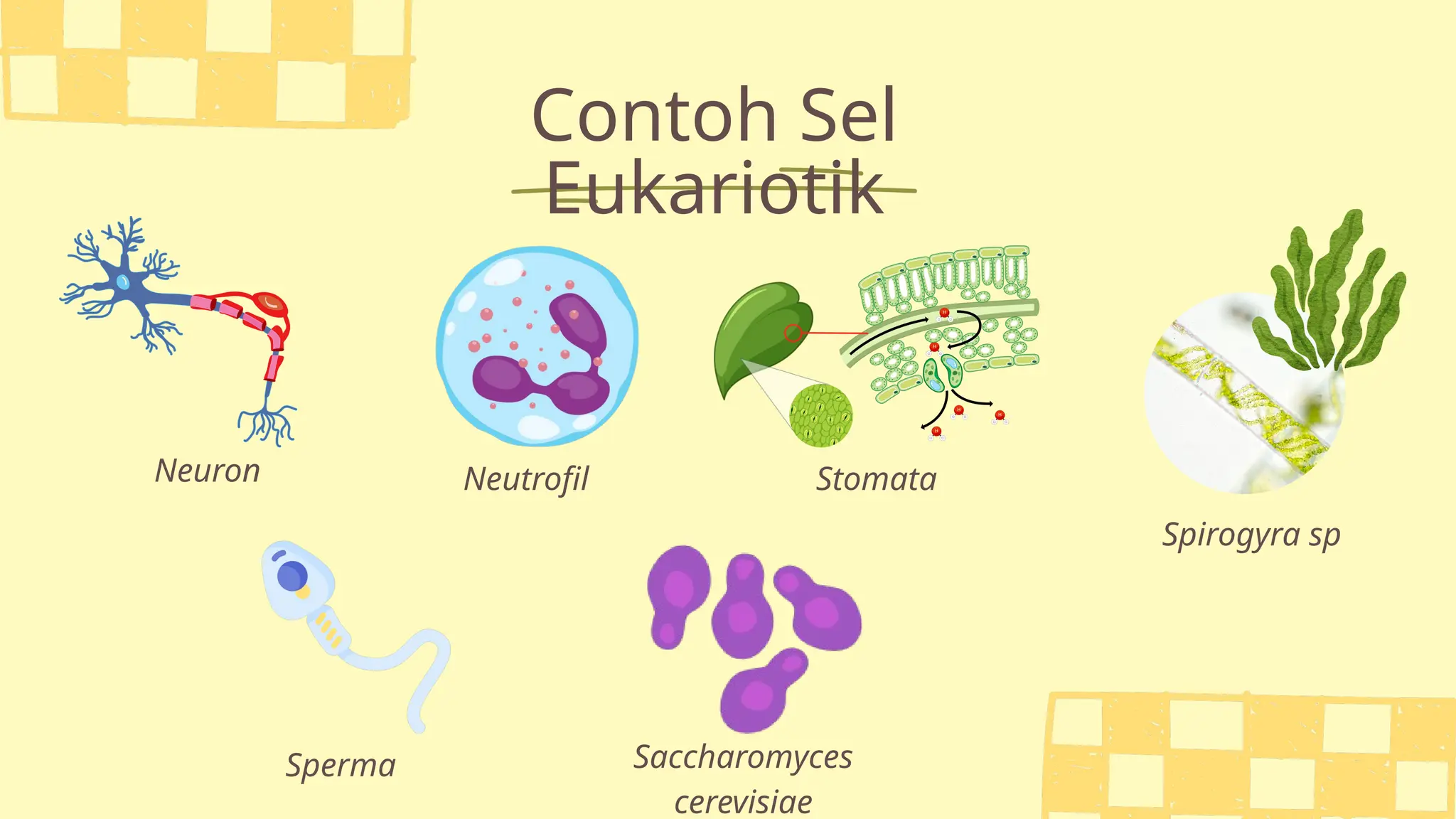 Materi Sel Kelas XI SMA (Ciri-ciri dan Tipe) | PPTX