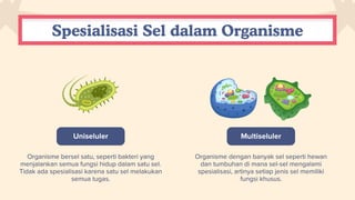 powerpoint Sel tumbuhan dan hewannnnnnnnn | PDF