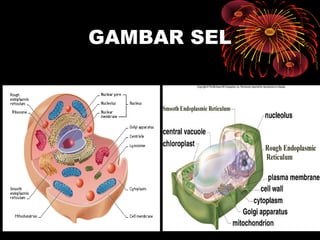 Sel jaringan-organ-dan-sistem-organ1 | PPT