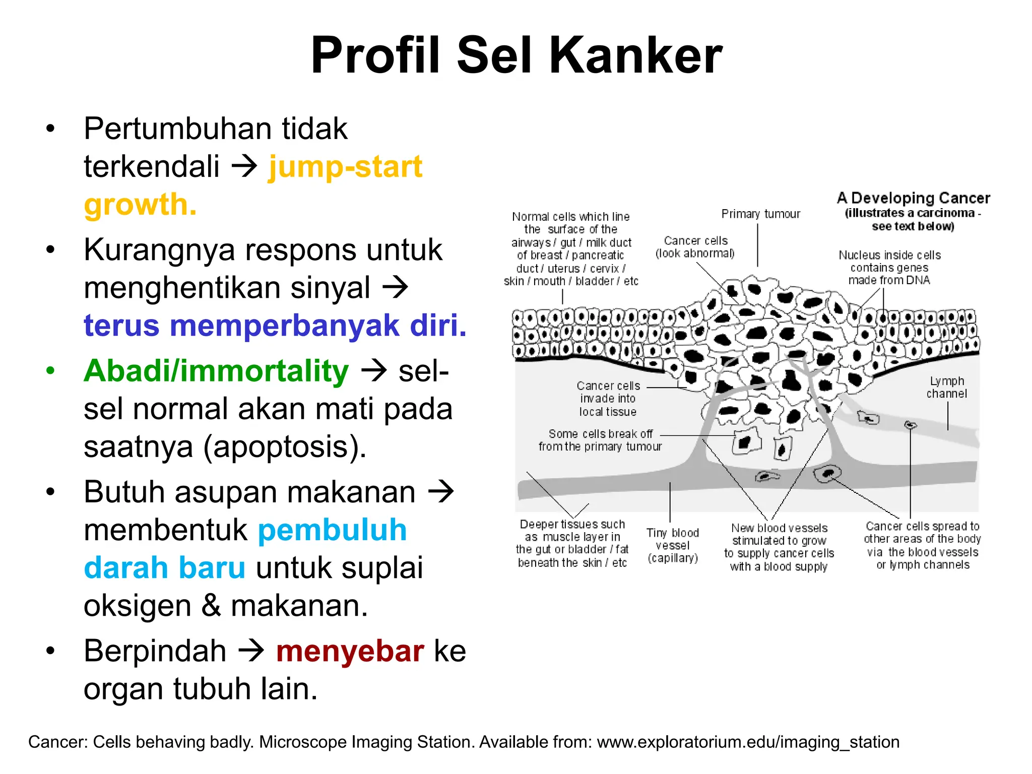 perubahan Sel-sel_normal_menjadi_kanker.pdf