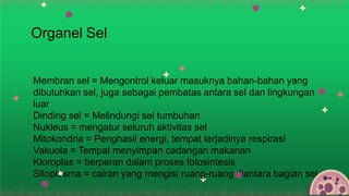 sel 8.pptx