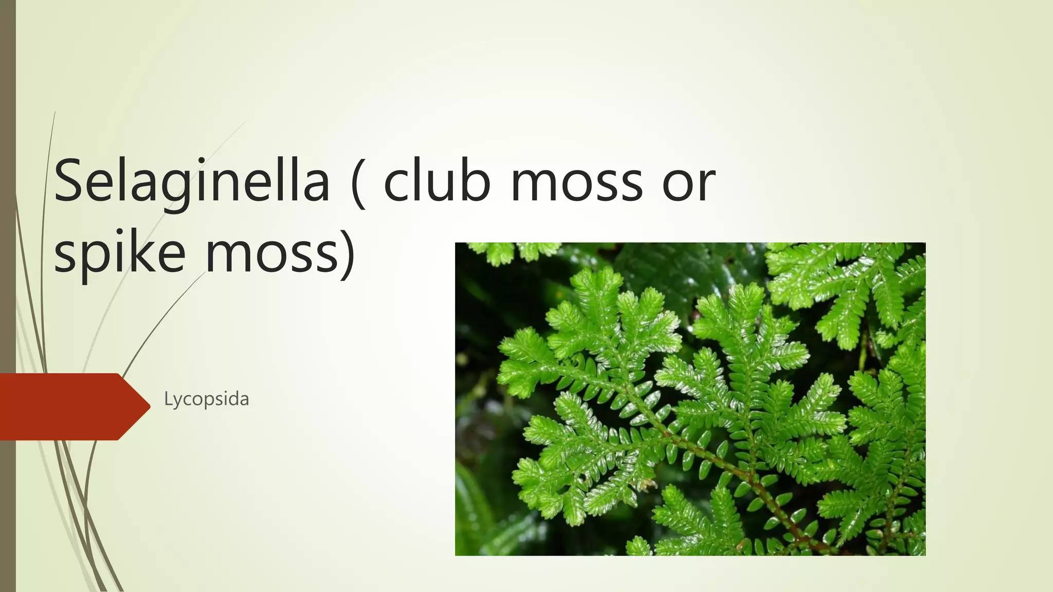 Selaginella | PPTX