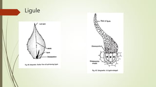 Selaginella | PPTX | Biological Sciences | Science
