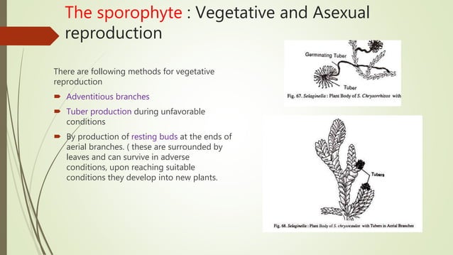 Selaginella | PPTX | Biological Sciences | Science