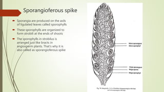 Selaginella Slide