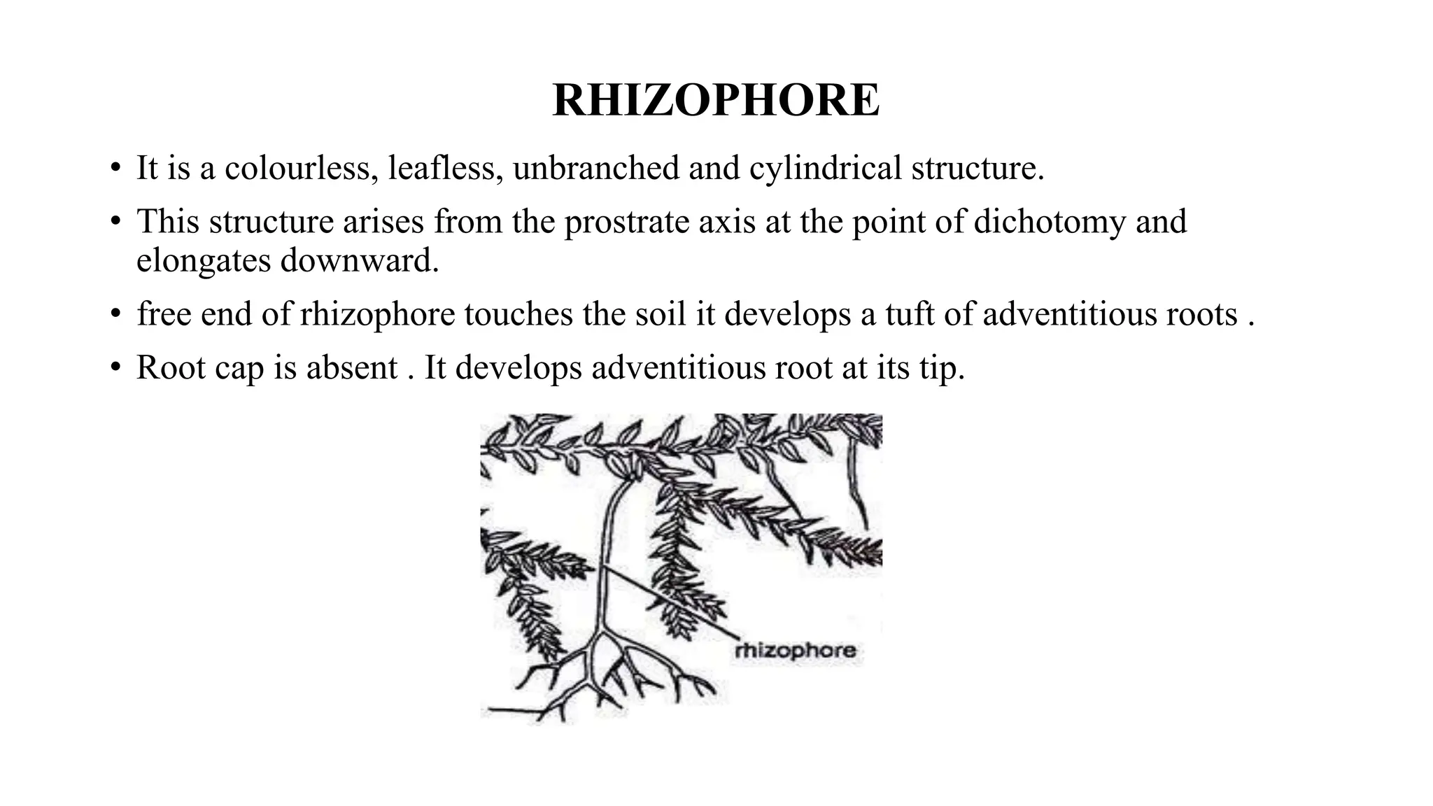 Selaginella: features, morphology ,anatomy and reproduction. | PPTX