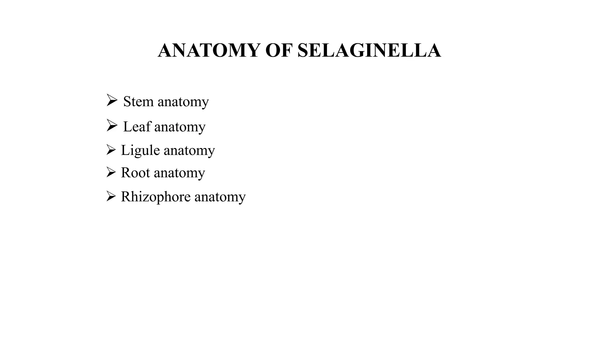 Selaginella: features, morphology ,anatomy and reproduction. | PPTX