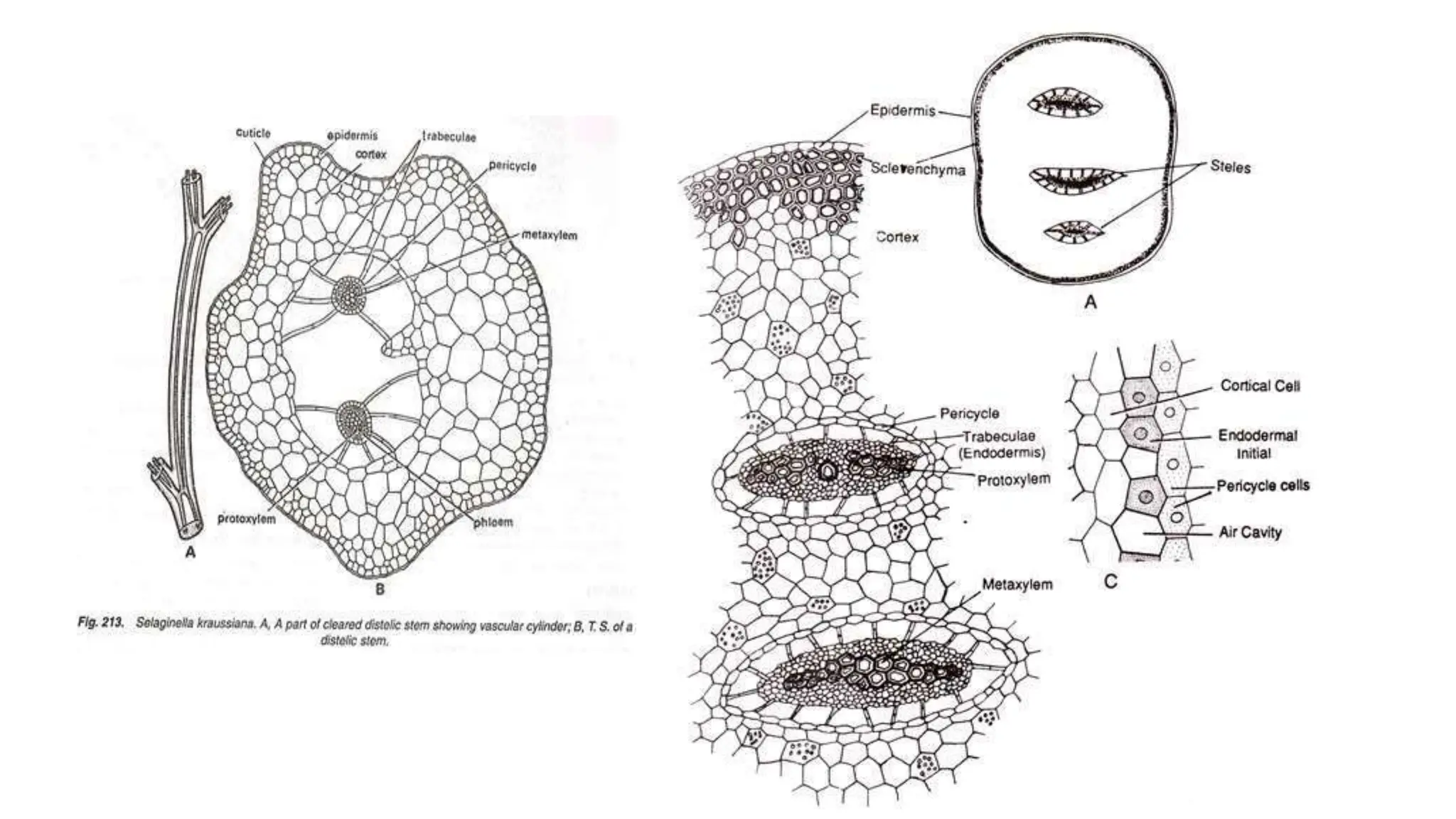 Selaginella: features, morphology ,anatomy and reproduction. | PPTX