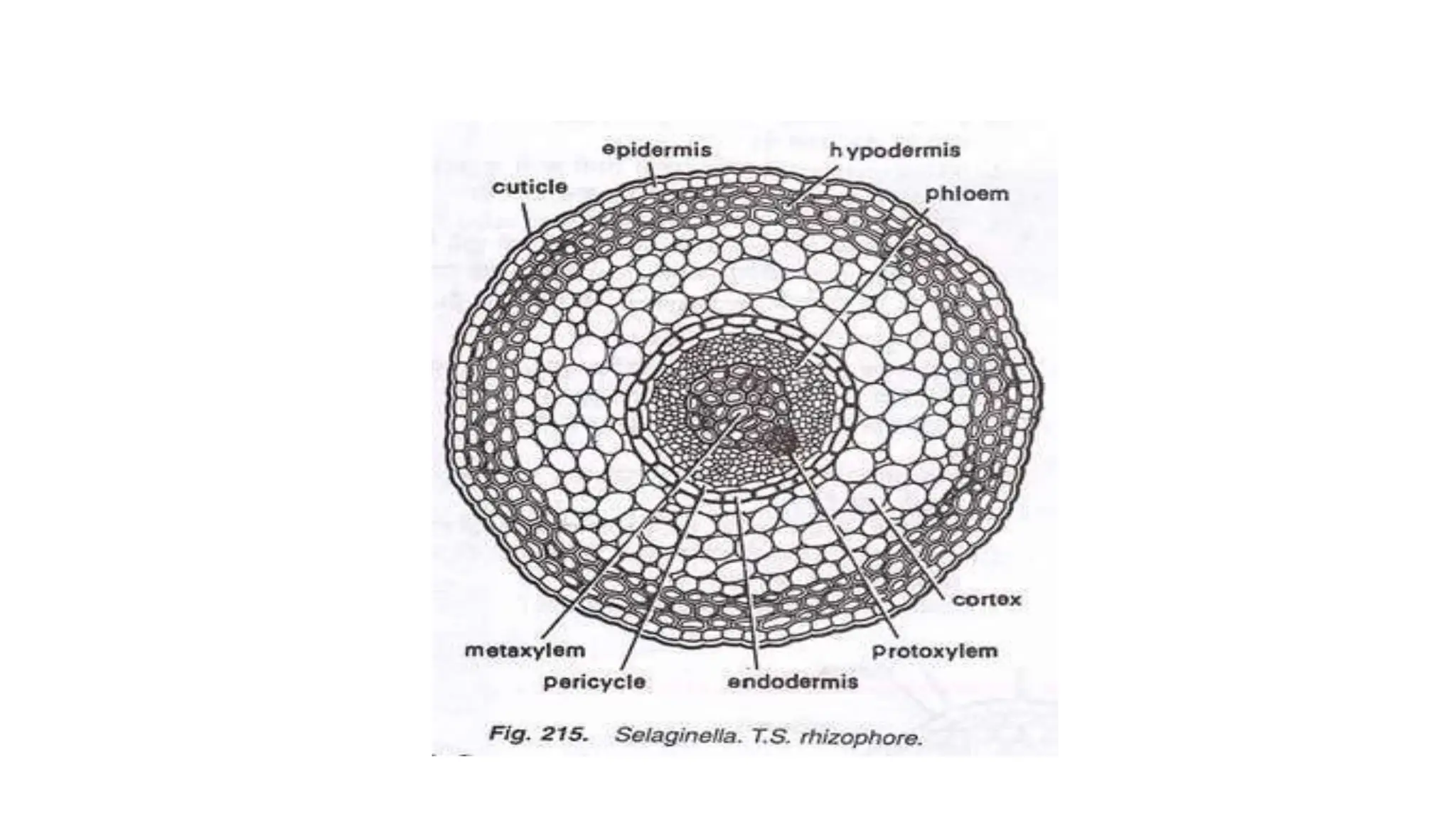 Selaginella: features, morphology ,anatomy and reproduction. | PPTX