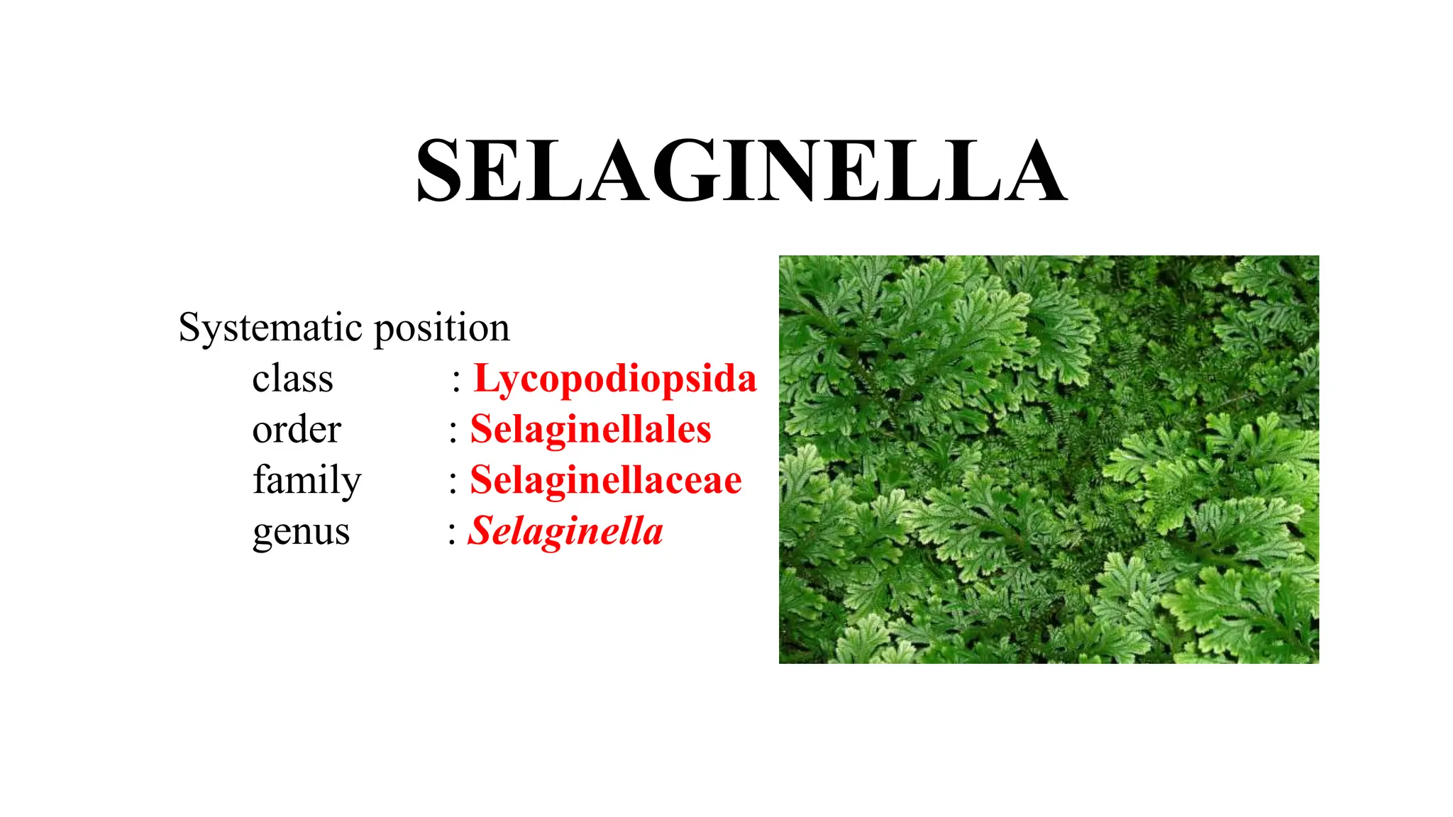 Selaginella: features, morphology ,anatomy and reproduction. | PPTX