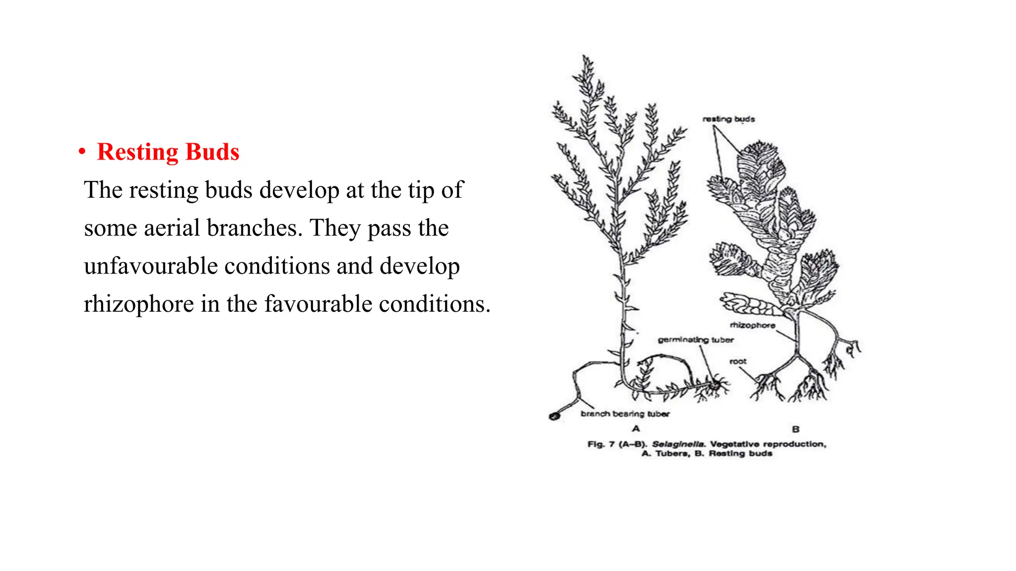 Selaginella: features, morphology ,anatomy and reproduction. | PPTX