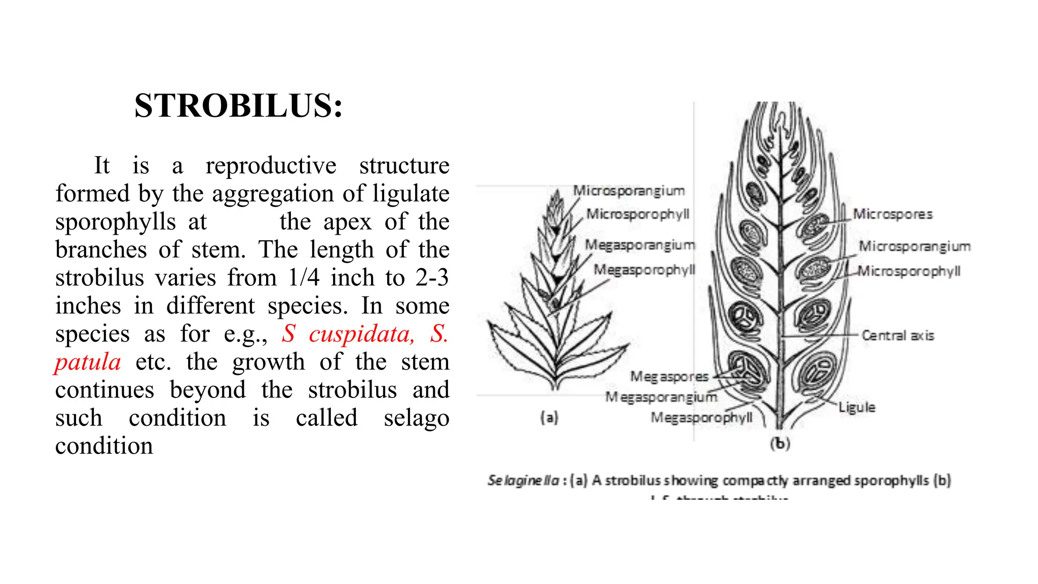 Selaginella: features, morphology ,anatomy and reproduction. | PPTX