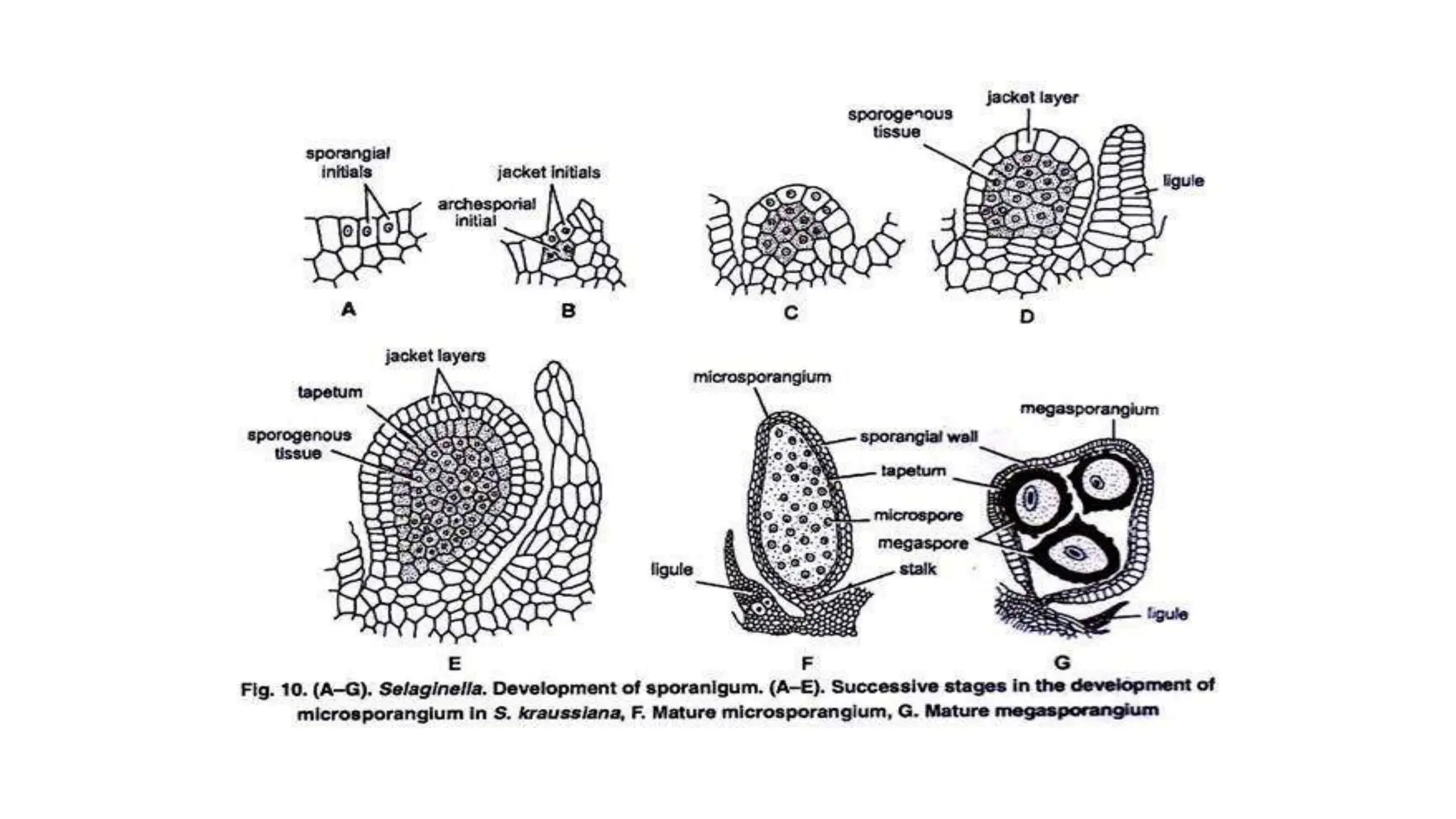 Selaginella: features, morphology ,anatomy and reproduction. | PPTX