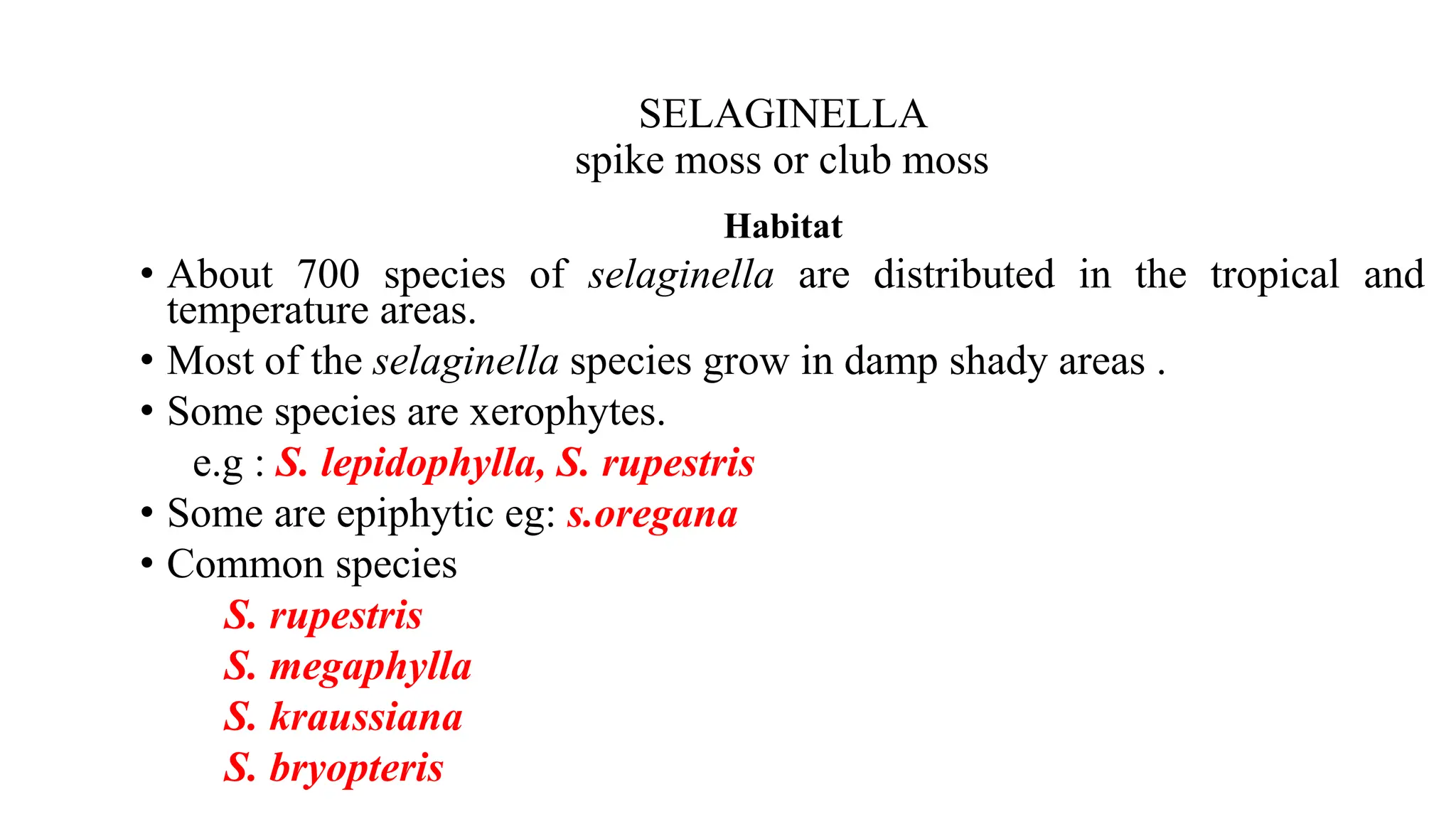 Selaginella: features, morphology ,anatomy and reproduction. | PPTX
