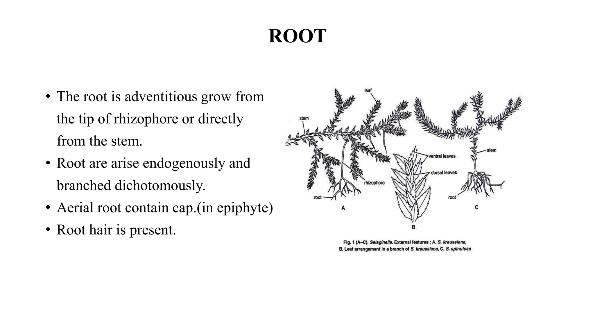 Selaginella: features, morphology ,anatomy and reproduction. | PPTX