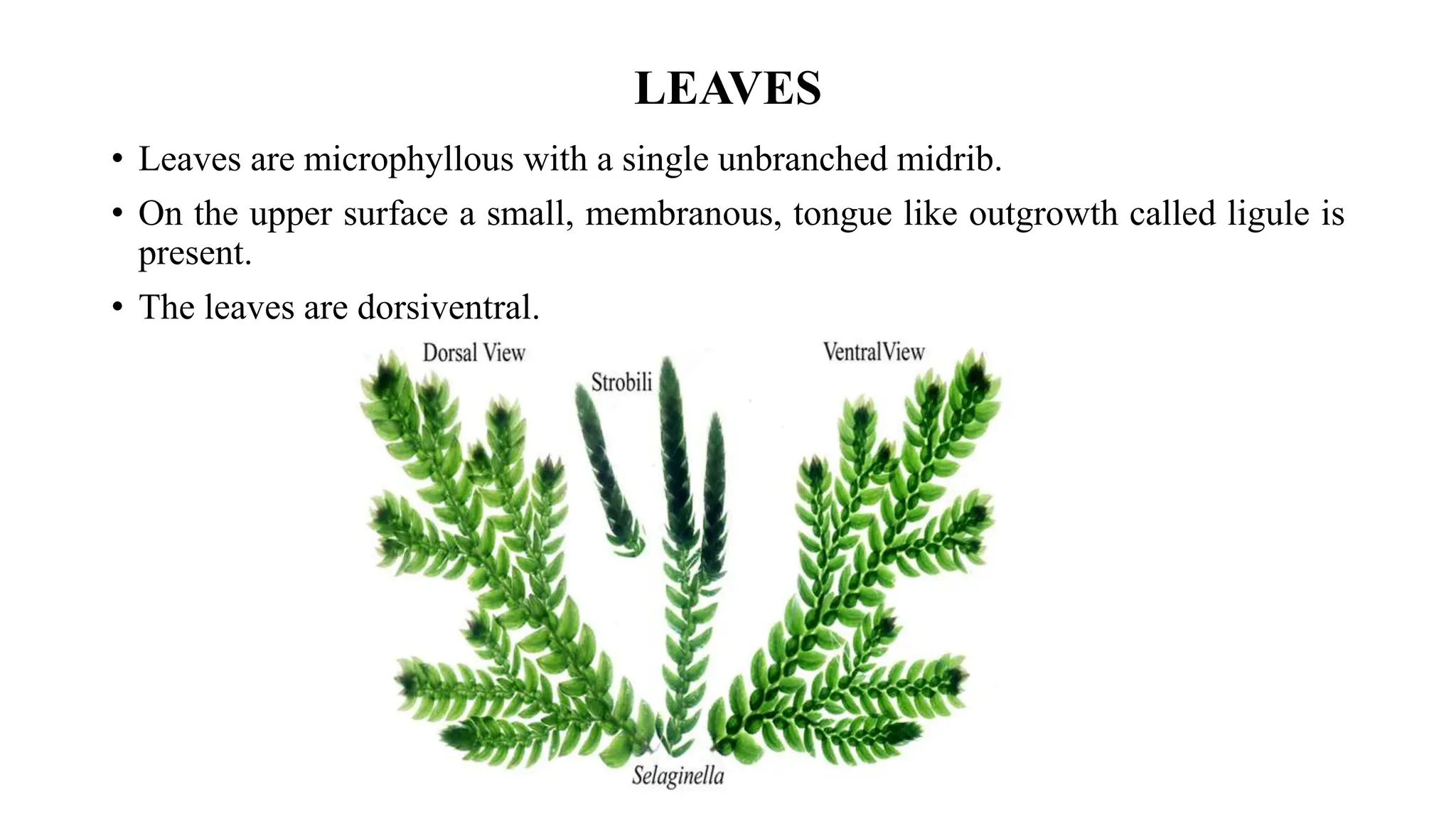 Selaginella: features, morphology ,anatomy and reproduction. | PPTX