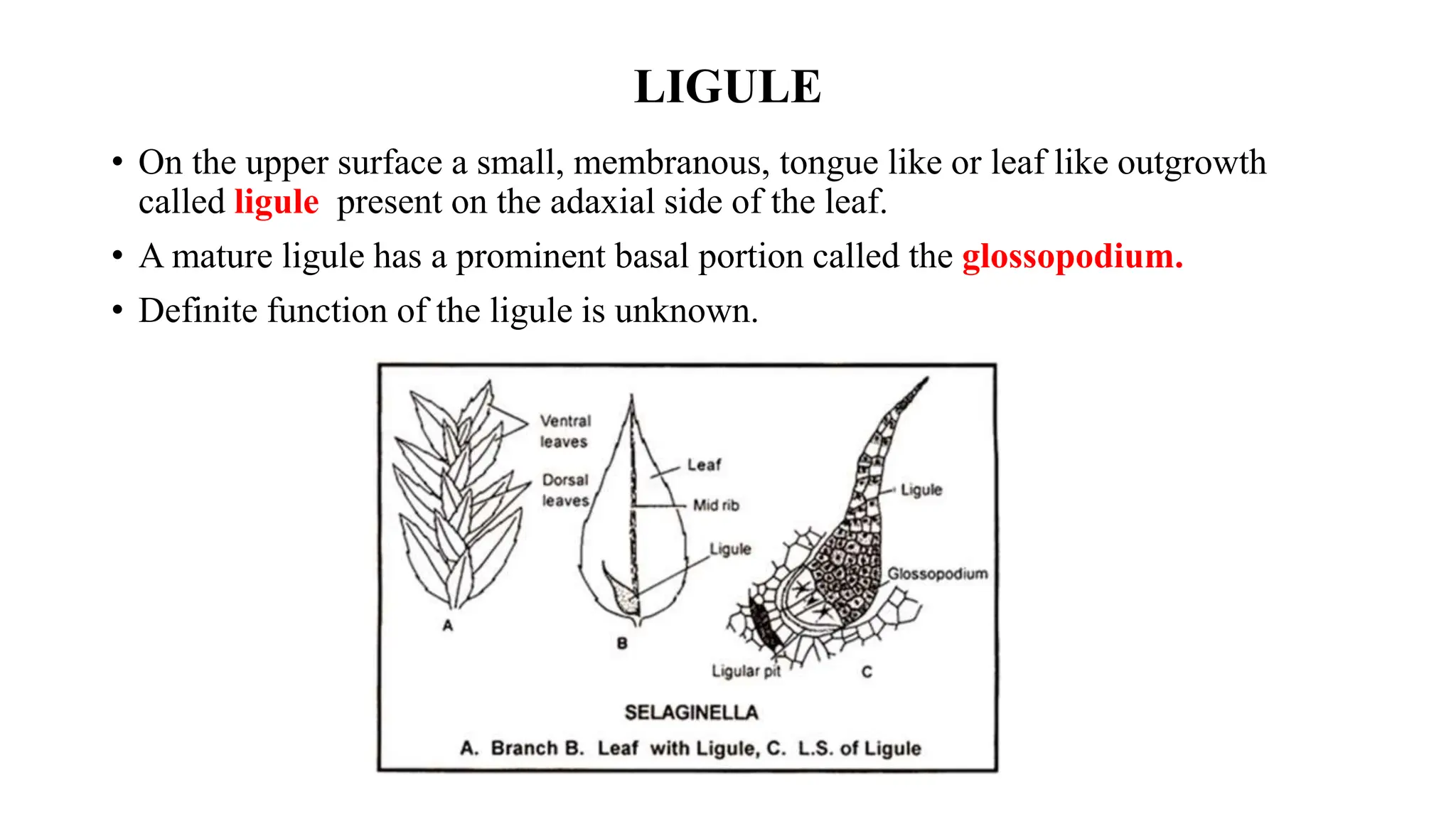 Selaginella: features, morphology ,anatomy and reproduction. | PPTX