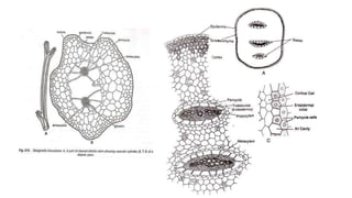 Selaginella: features, morphology ,anatomy and reproduction. | PPTX