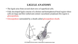 Selaginella: features, morphology ,anatomy and reproduction. | PPTX