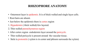 Selaginella: features, morphology ,anatomy and reproduction. | PPTX