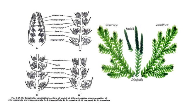 Selaginella: features, morphology ,anatomy and reproduction. | PPTX