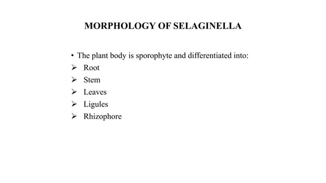 Selaginella: features, morphology ,anatomy and reproduction. | PPTX