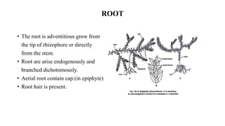Selaginella: features, morphology ,anatomy and reproduction. | PPTX