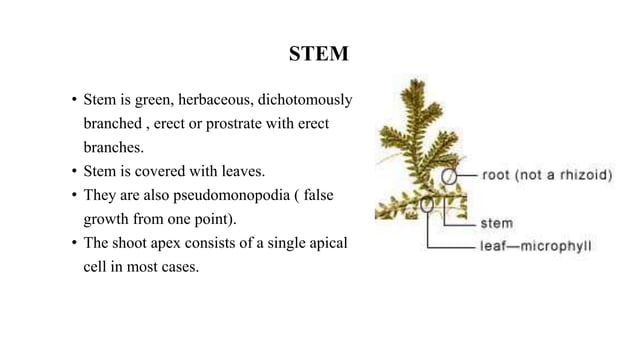 Selaginella: features, morphology ,anatomy and reproduction. | PPTX