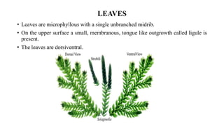 Selaginella: features, morphology ,anatomy and reproduction. | PPTX