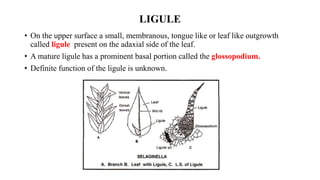 Selaginella: features, morphology ,anatomy and reproduction. | PPTX