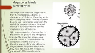 selaginella species characters and distribution .pptx