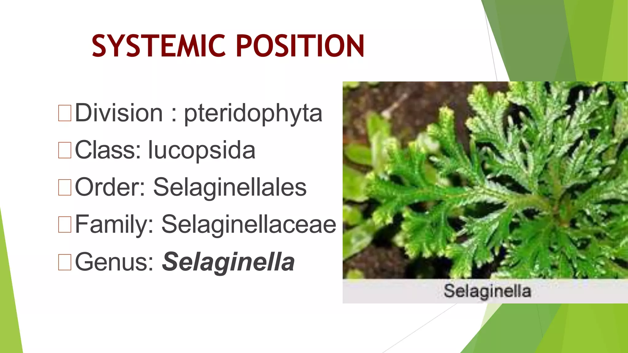 Selaginella ppt | PPTX