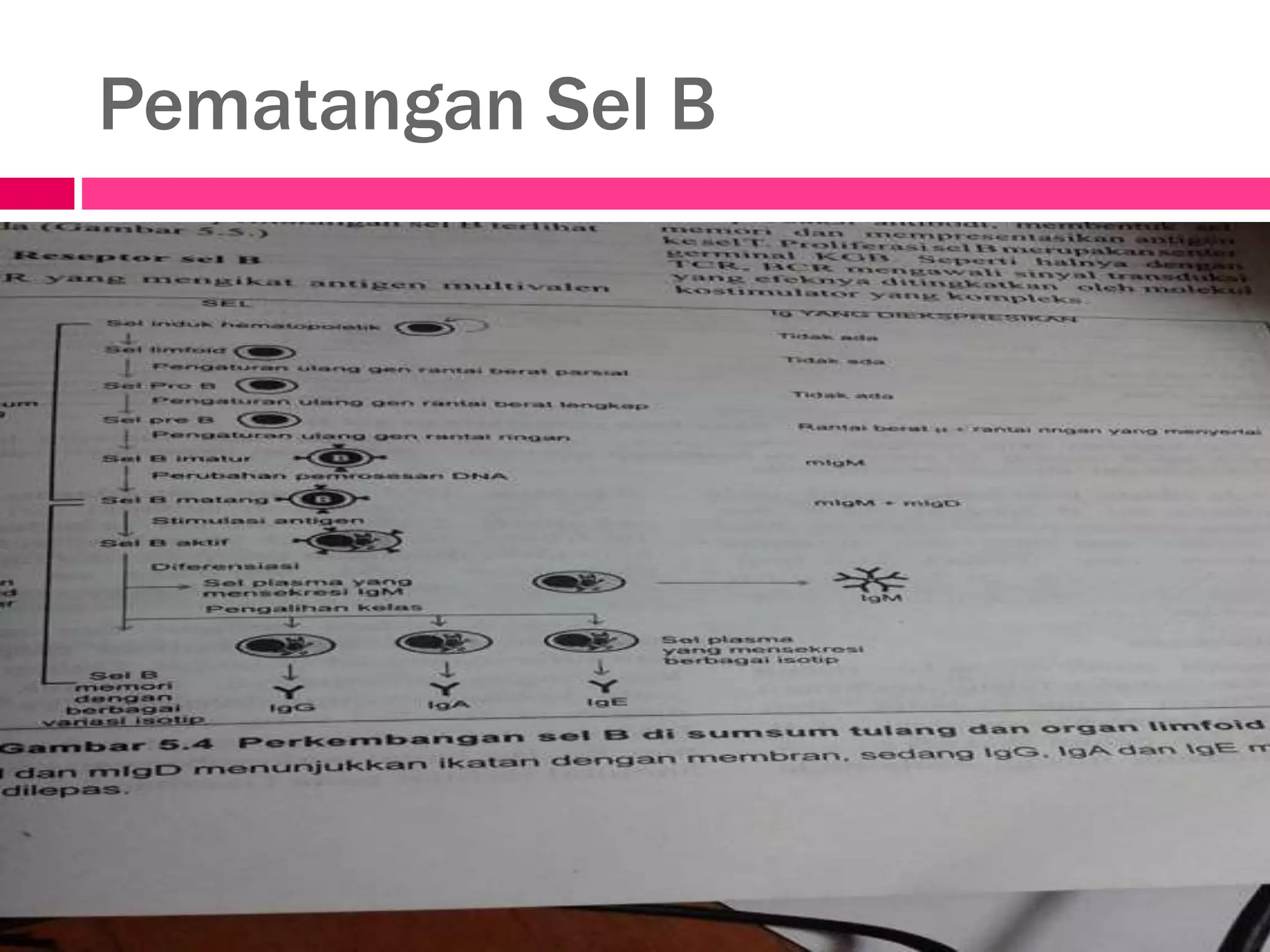 Sel b respon imun humoral | PPTX