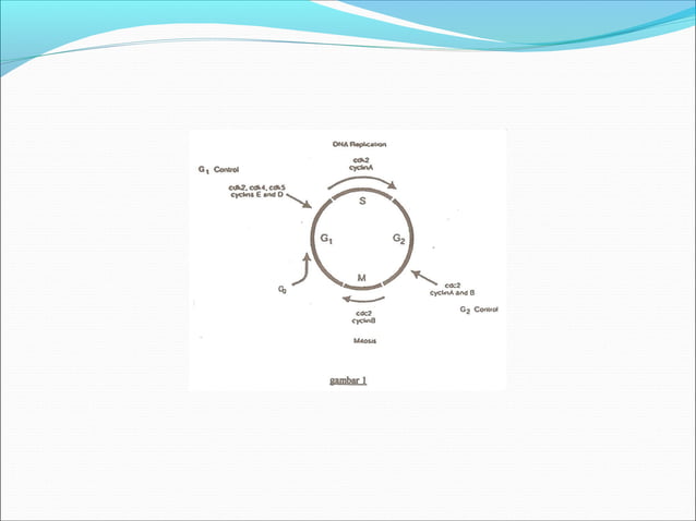 Sel dan genetika (modul sel dan genetika) | PPT