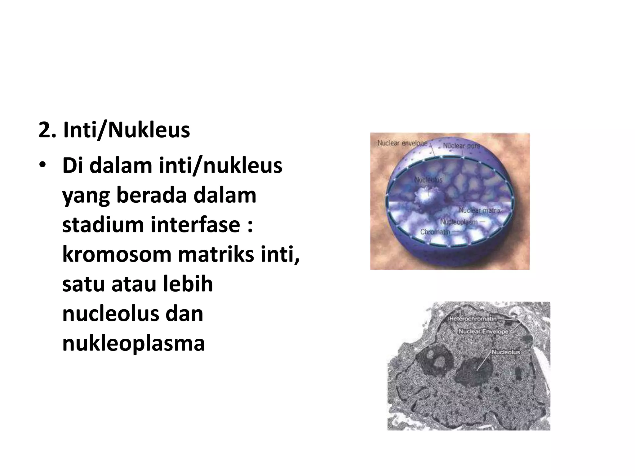SEL DAN JARINGAN TUMBUHAN.pptx