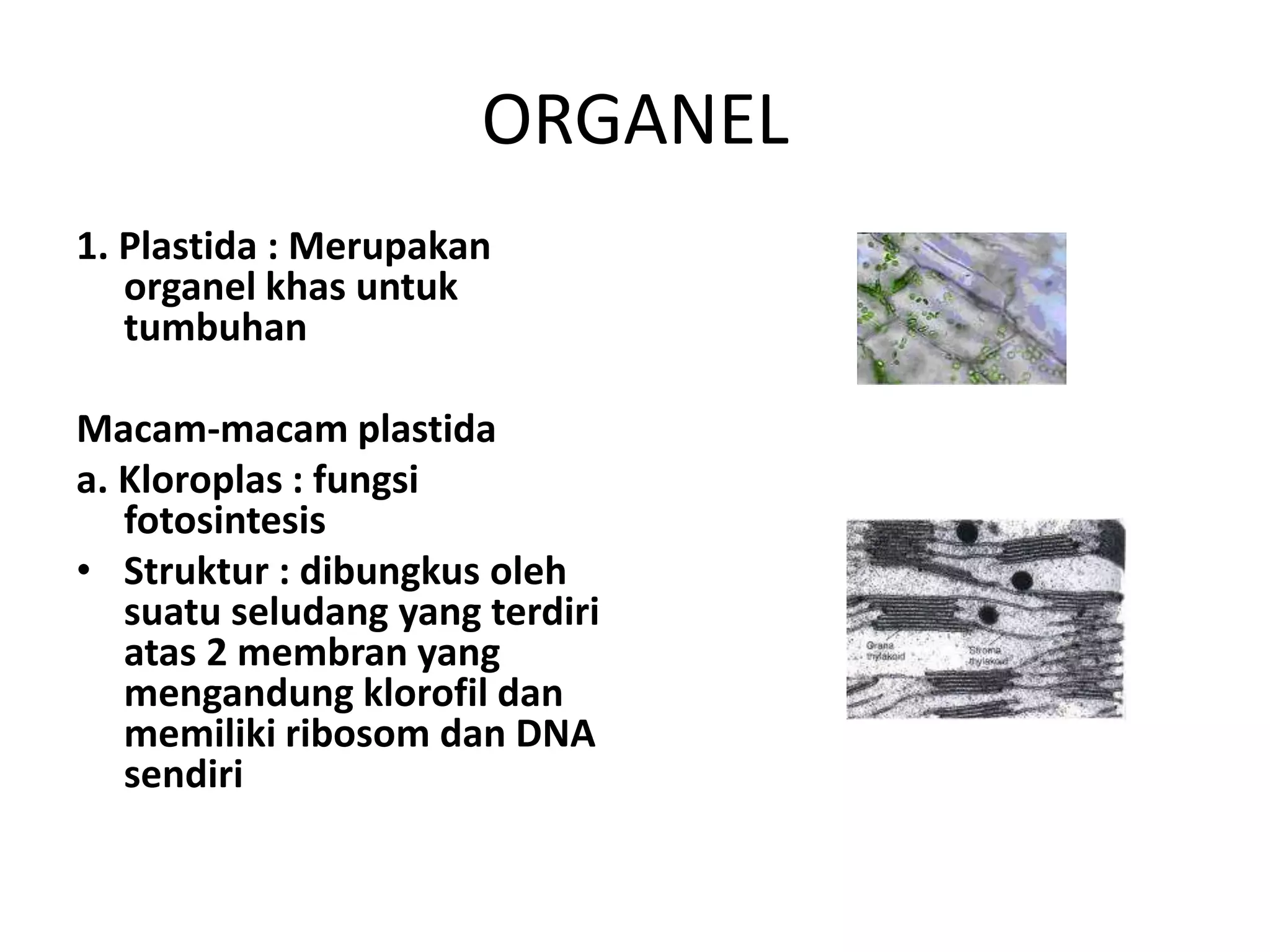 SEL DAN JARINGAN TUMBUHAN.pptx