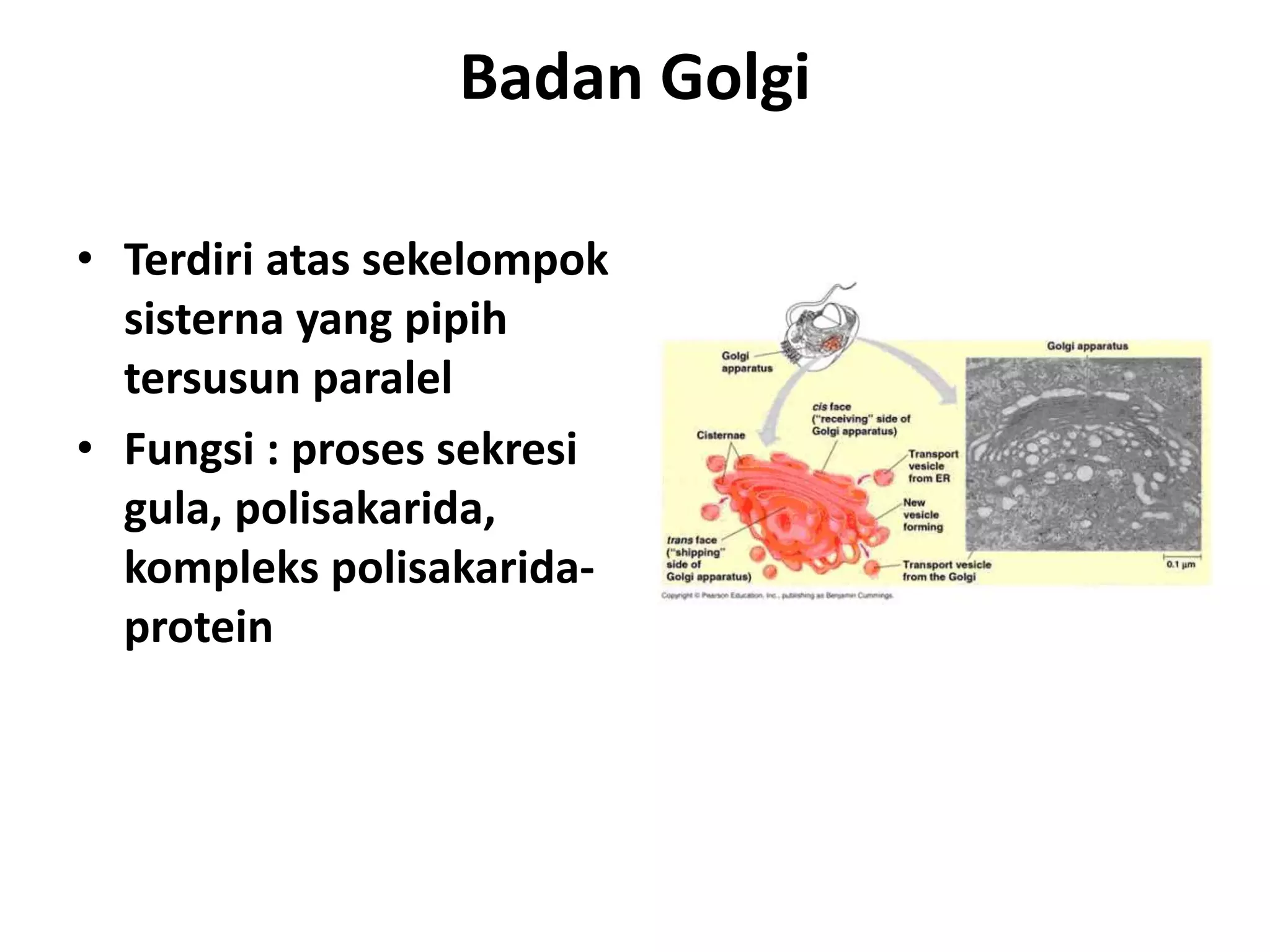 SEL DAN JARINGAN TUMBUHAN.pptx