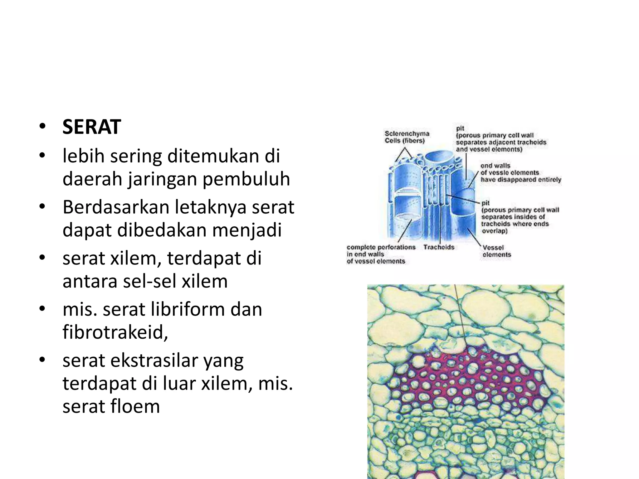SEL DAN JARINGAN TUMBUHAN.pptx