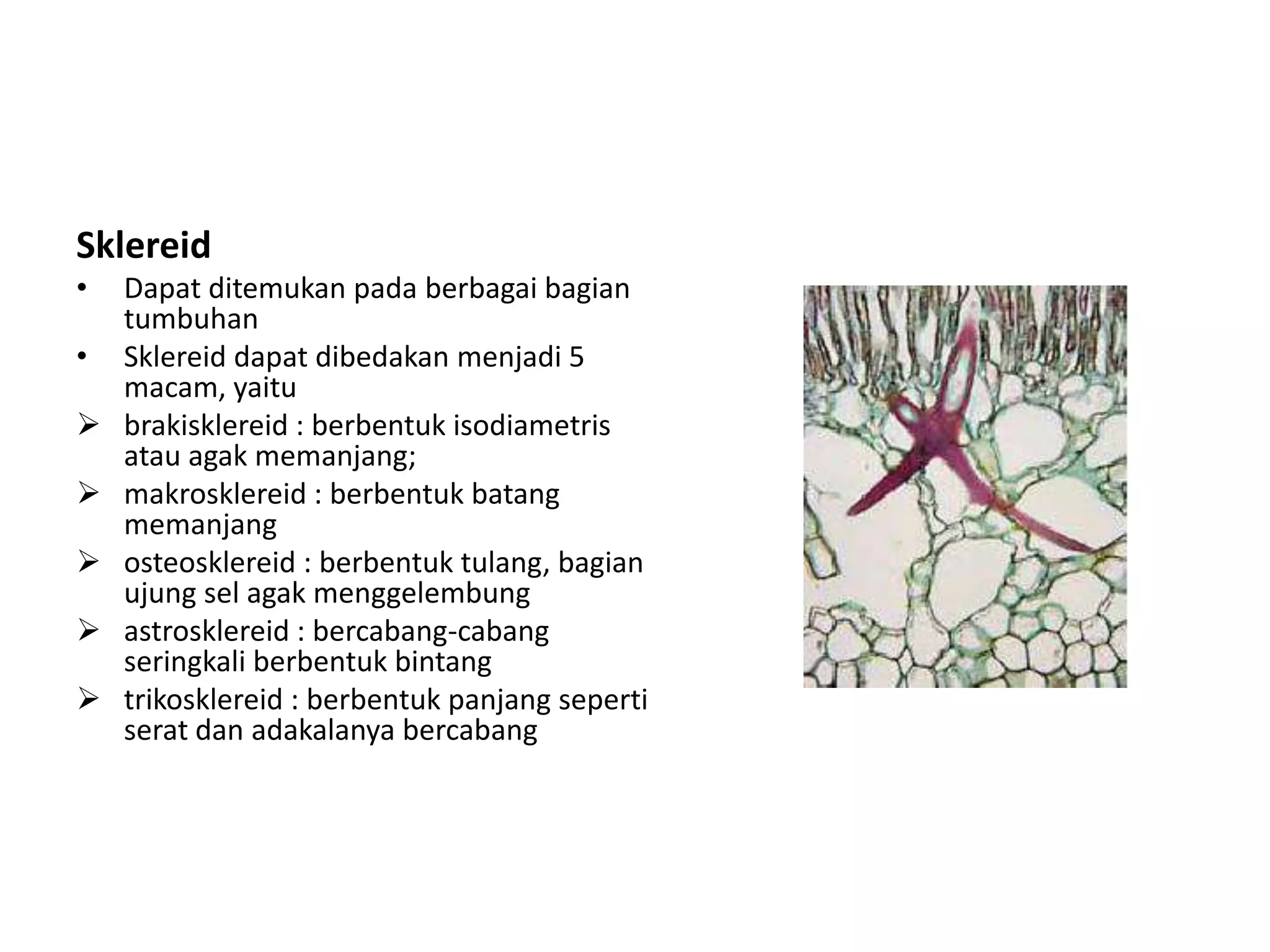 SEL DAN JARINGAN TUMBUHAN.pptx