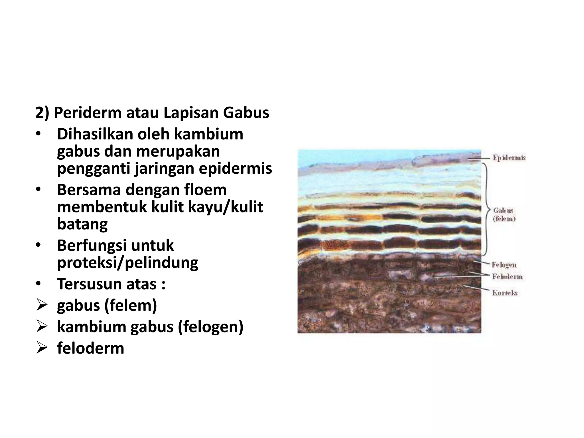 SEL DAN JARINGAN TUMBUHAN.pptx