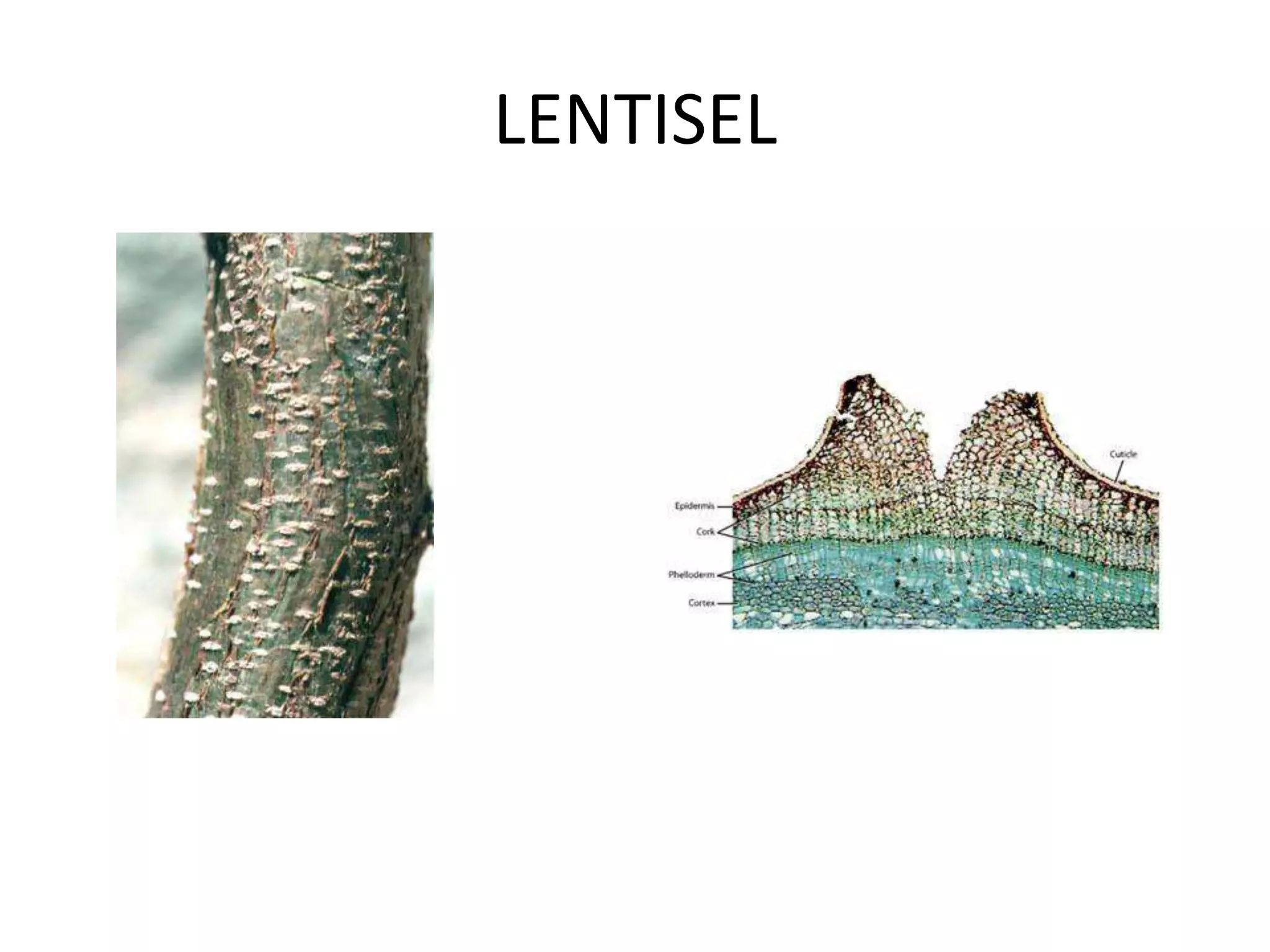 SEL DAN JARINGAN TUMBUHAN.pptx