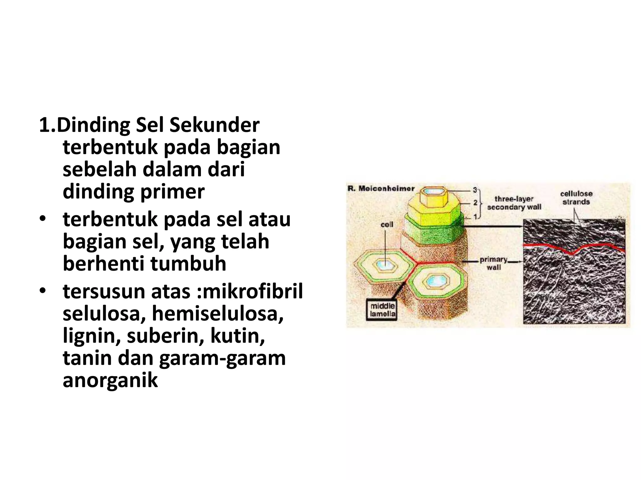 SEL DAN JARINGAN TUMBUHAN.pptx